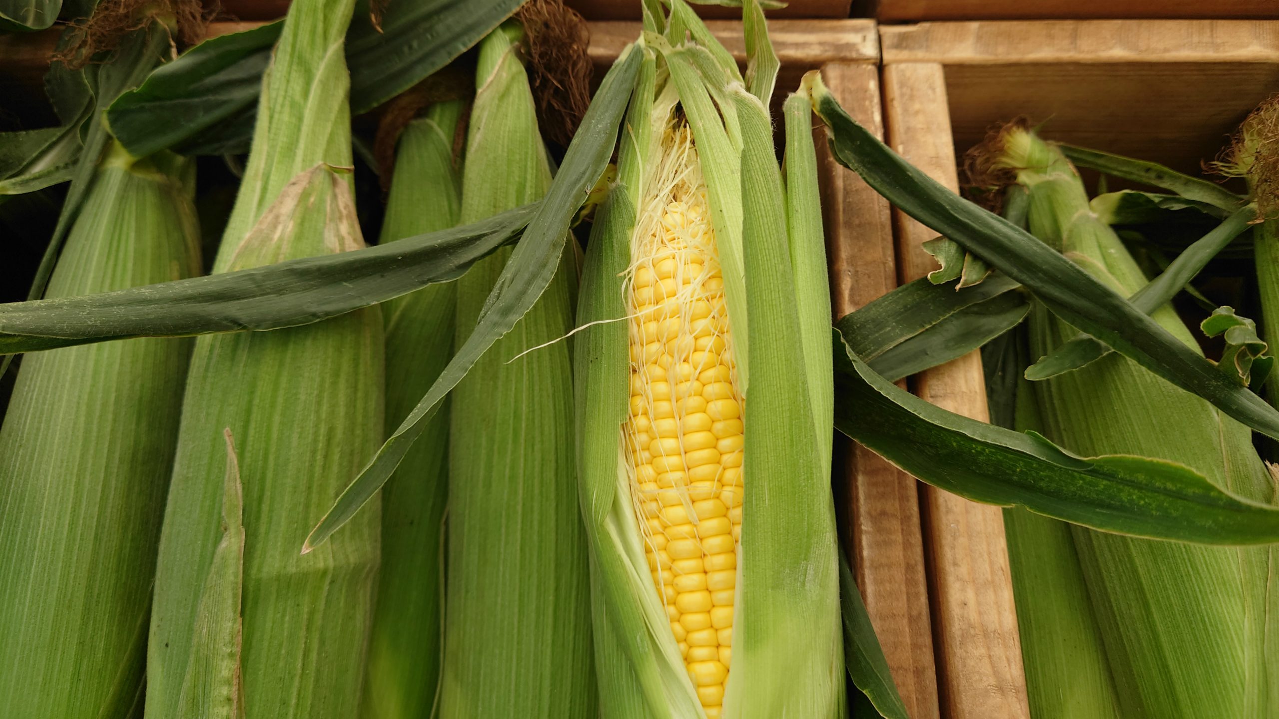 someino20220625(20) | 今日はマルシェびより！